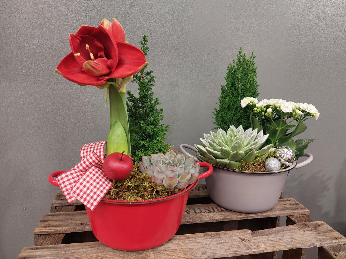 Hyvin hoidettu joulukukka on pitkäikäinen ilo – honkasenpuutarha